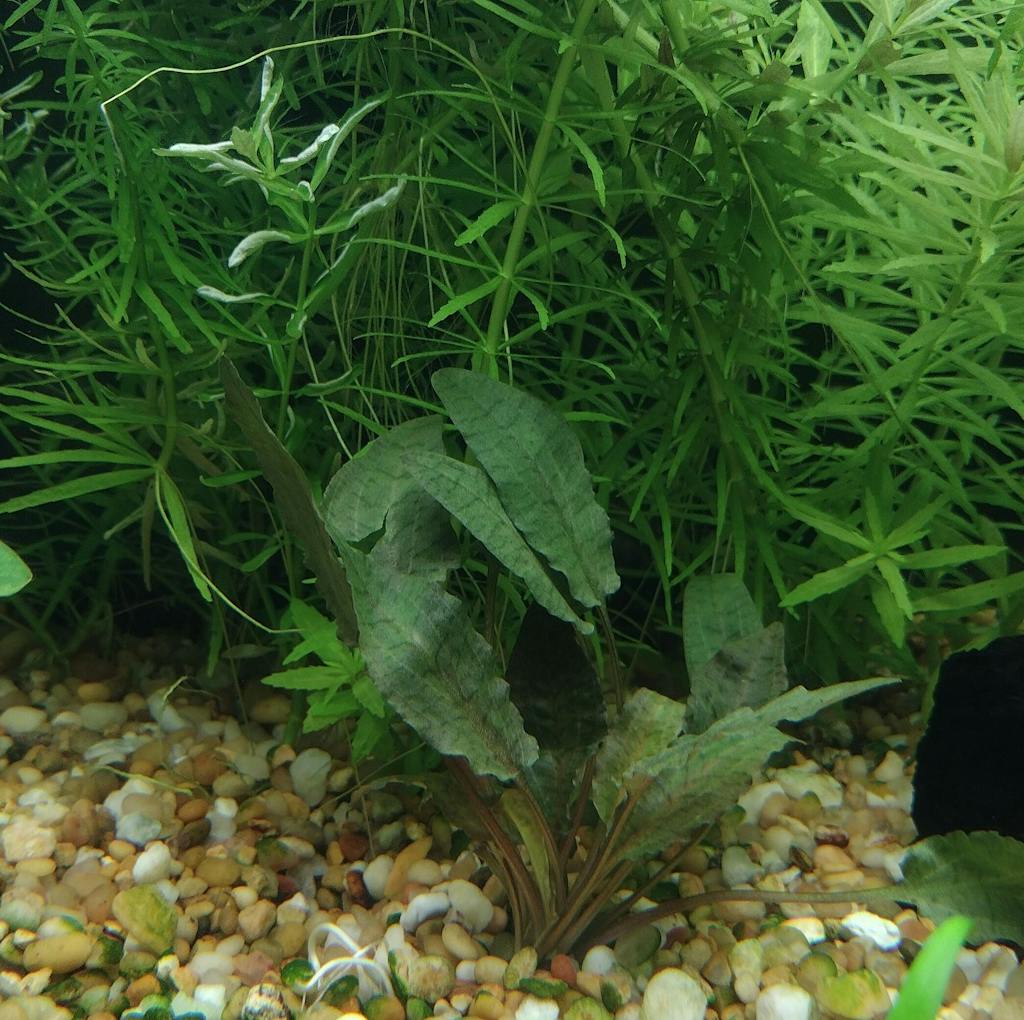Cryptocoryne Tropica | Fish Tank Plant | Live Aquarium Plants for Sale ...