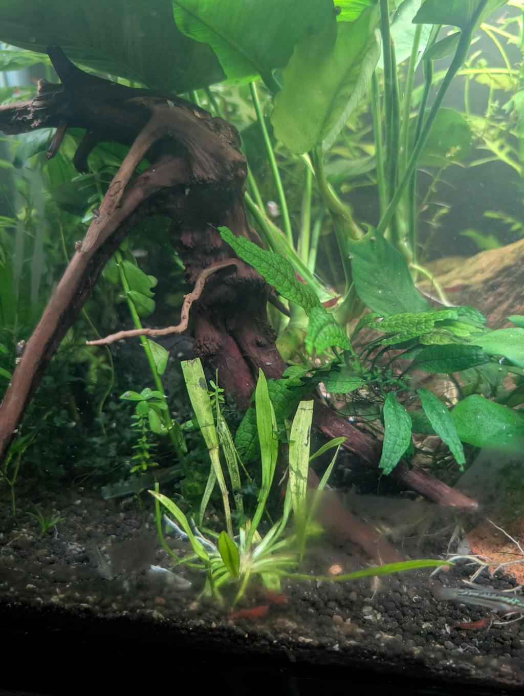 Dwarf Chain Sword | Pygmy Chain Sword | Live Aquarium Plants for Sale ...