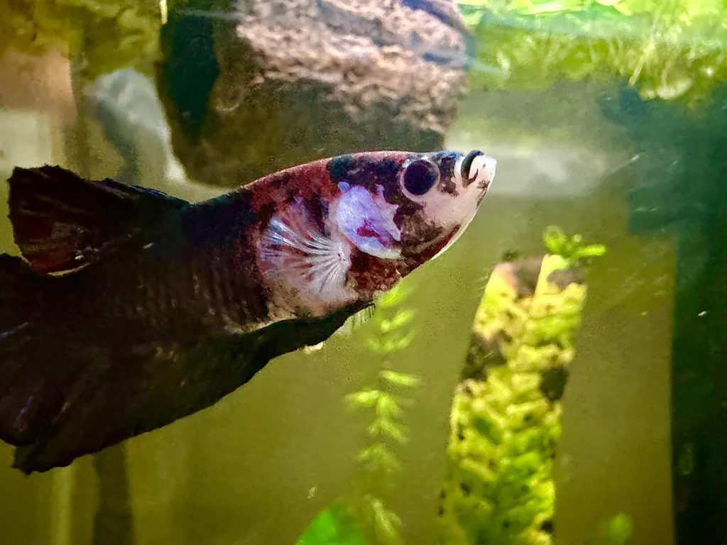 Fritz Expel-P | Fish Medicine for Camallanus Red Worms and Planaria ...