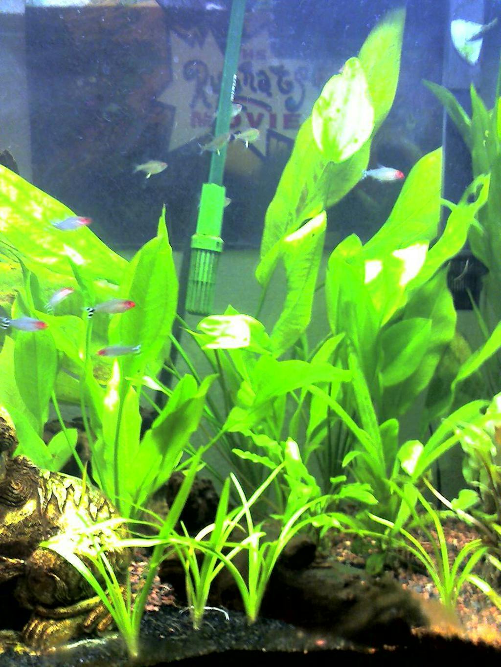 Algae Scrubber | Aquarium Algae Remover to Clean Fish Tanks – Aquarium ...