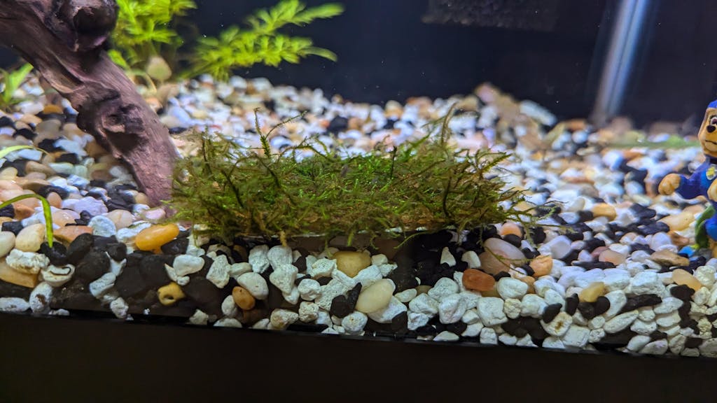 Java Moss | Java Moss for Sale | Live Aquarium Moss on Mesh – Aquarium ...