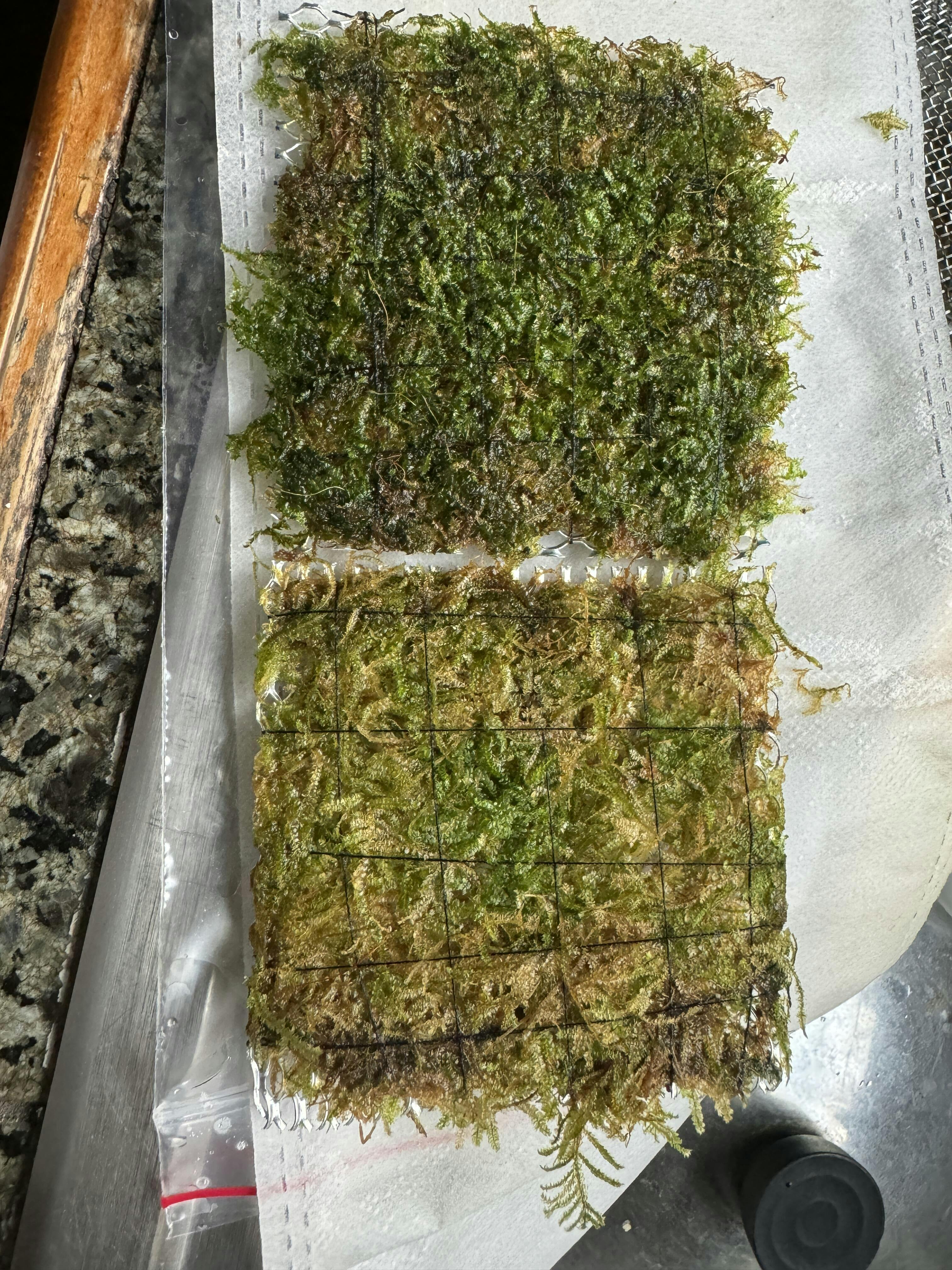 Java Moss | Java Moss for Sale | Live Aquarium Moss on Mesh – Aquarium ...
