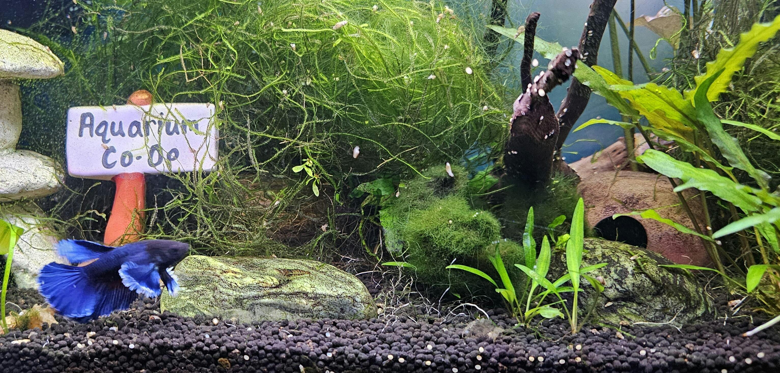 Apistogramma Cave | Fish Breeding Cave for Dwarf Cichlids and More ...