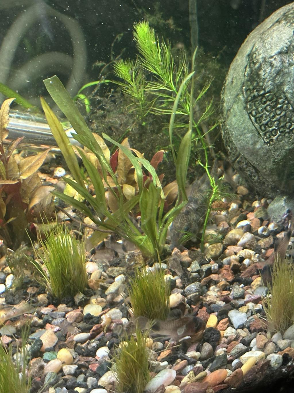 Dwarf Chain Sword | Pygmy Chain Sword | Live Aquarium Plants for Sale ...