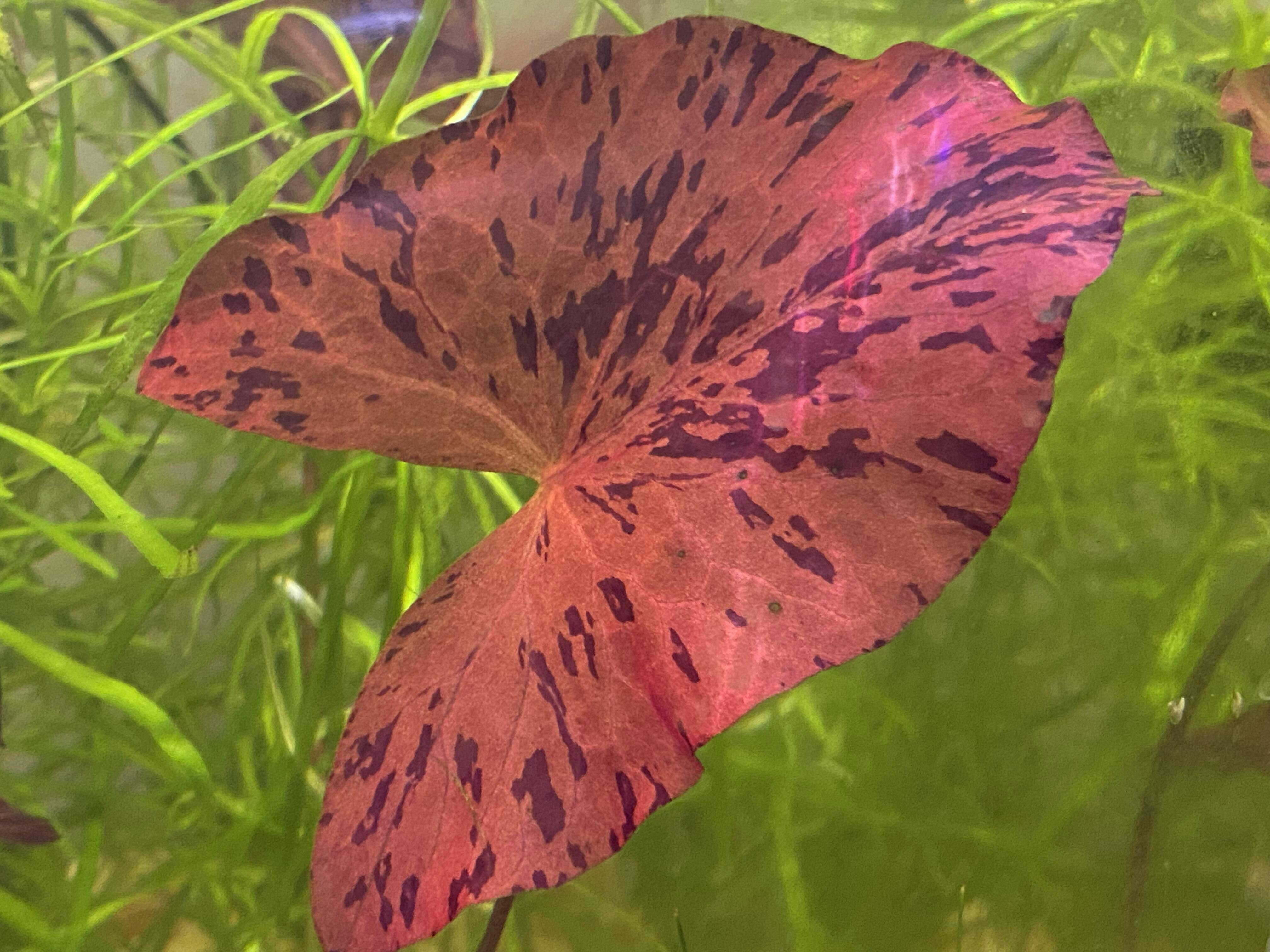 Tiger Lotus | Freshwater Plants | Live Aquarium Plants for Sale ...