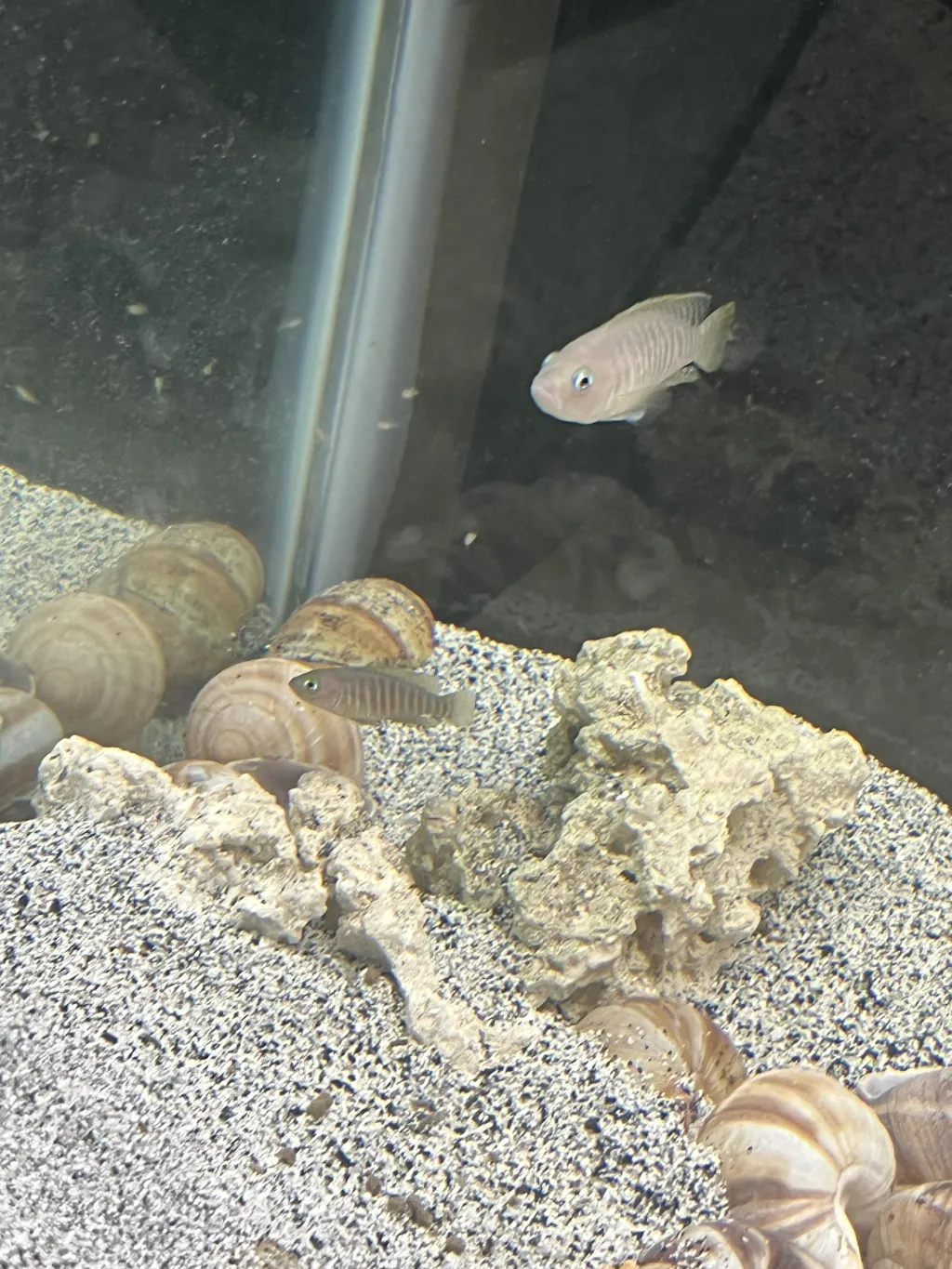 Magic Small Fish Feed | Aquarium Co-Op Fish Food for Small Fish, Fry ...