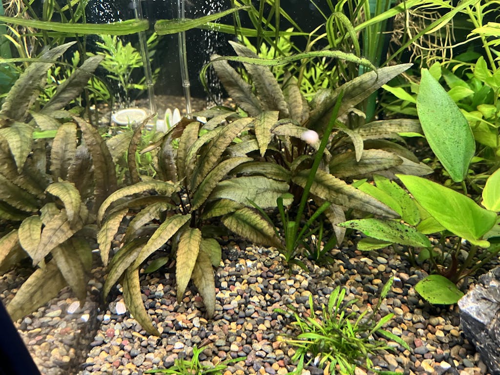 Cryptocoryne Tropica | Fish Tank Plant | Live Aquarium Plants for Sale ...