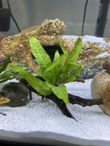 Java Fern | Fish Tank Plants | Live Aquarium Plants for Sale – Aquarium ...