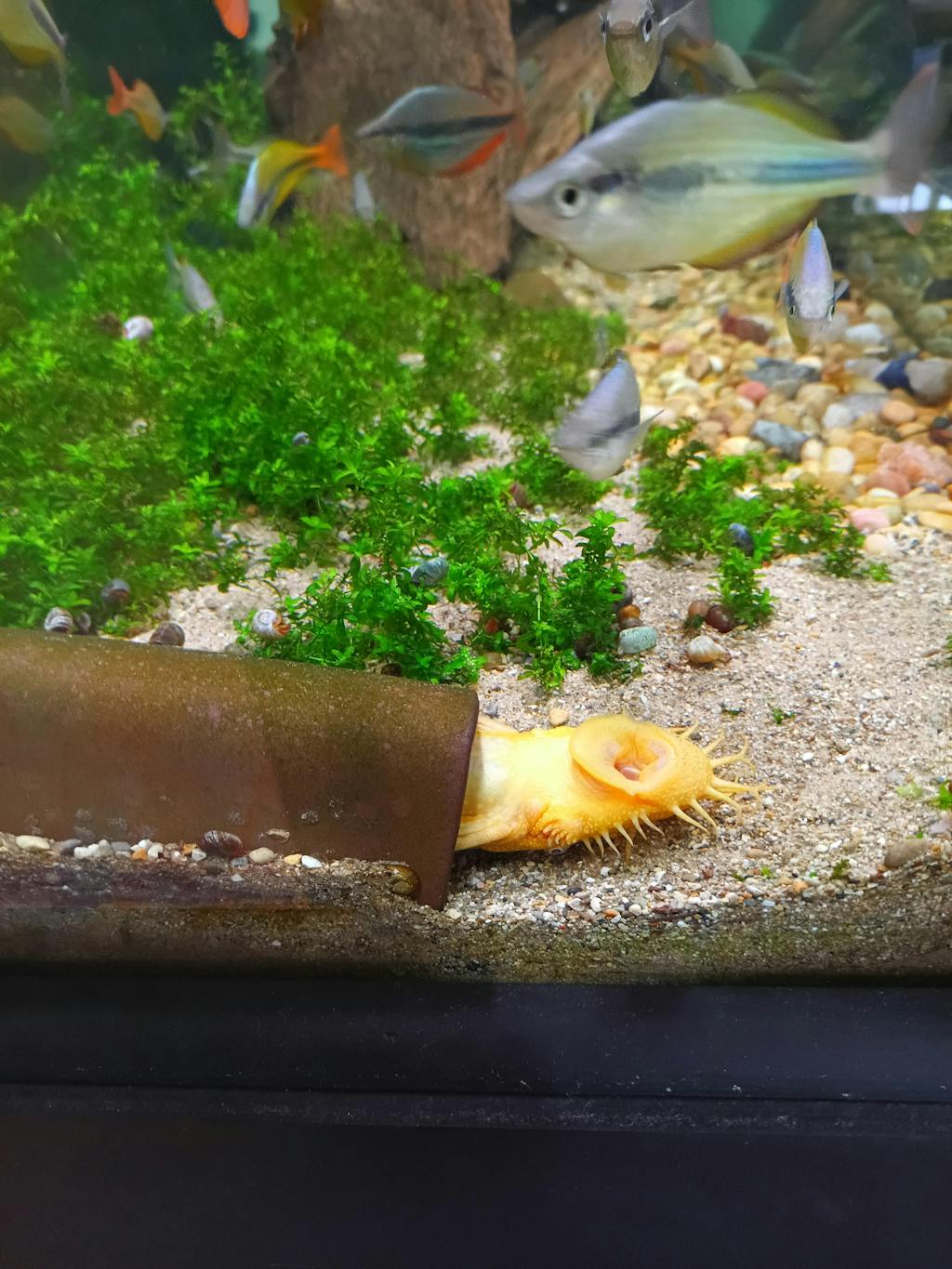 Pleco Cave | Fish Breeding Cave for Small Catfish and Dwarf Cichlids ...