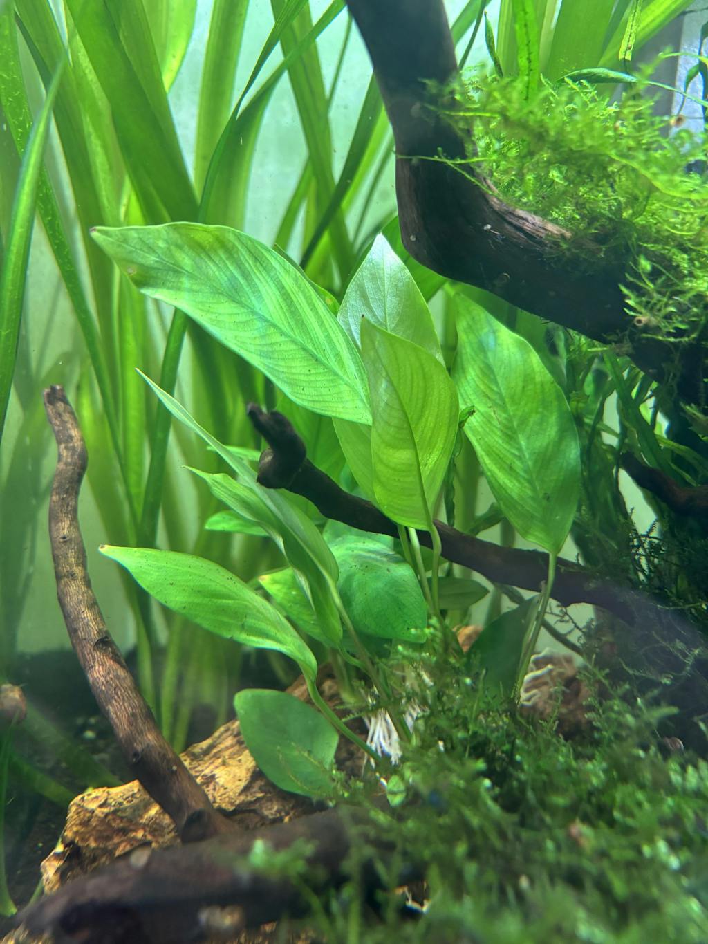 Anubias Nangi | Fish Tank Plants | Live Aquarium Plants for Sale ...