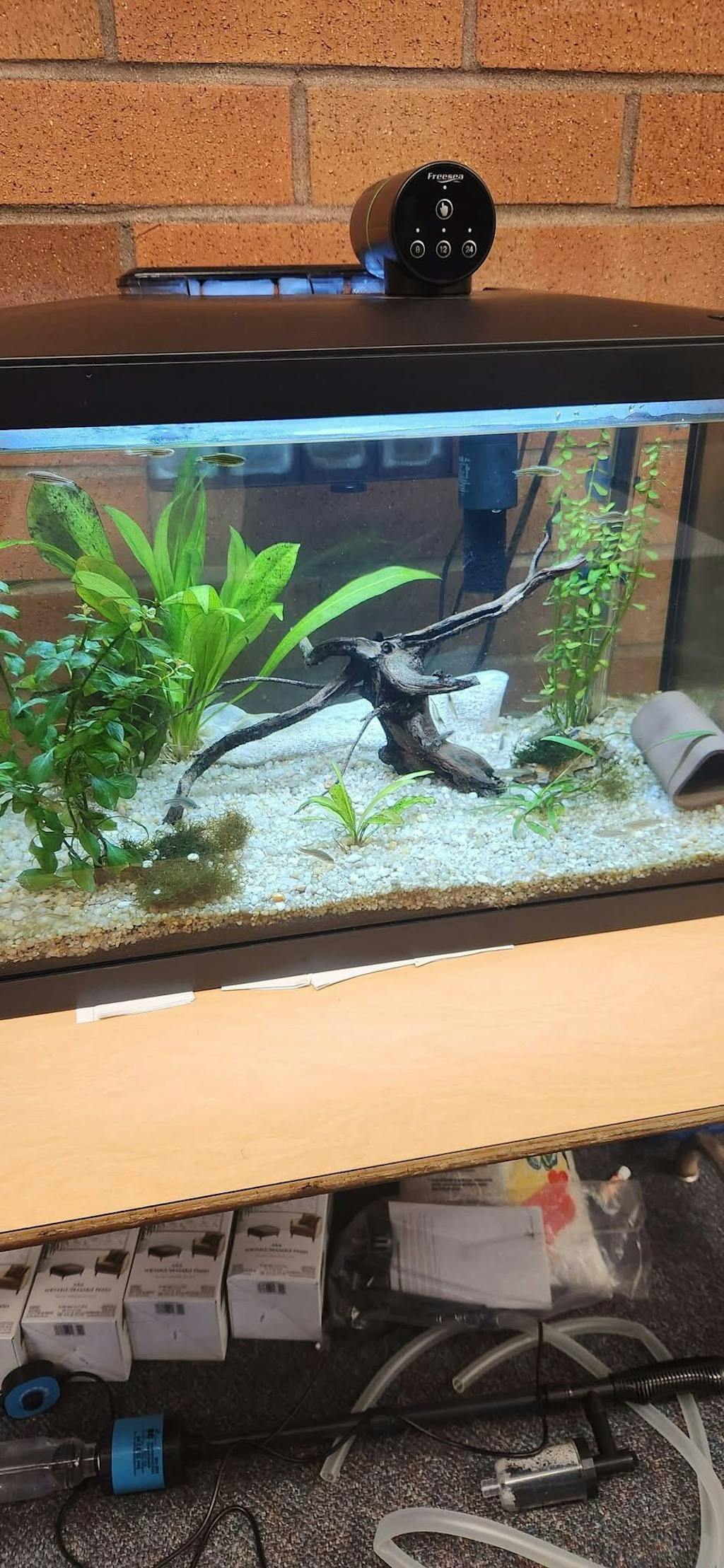 Pleco Cave | Fish Breeding Cave for Small Catfish and Dwarf Cichlids ...