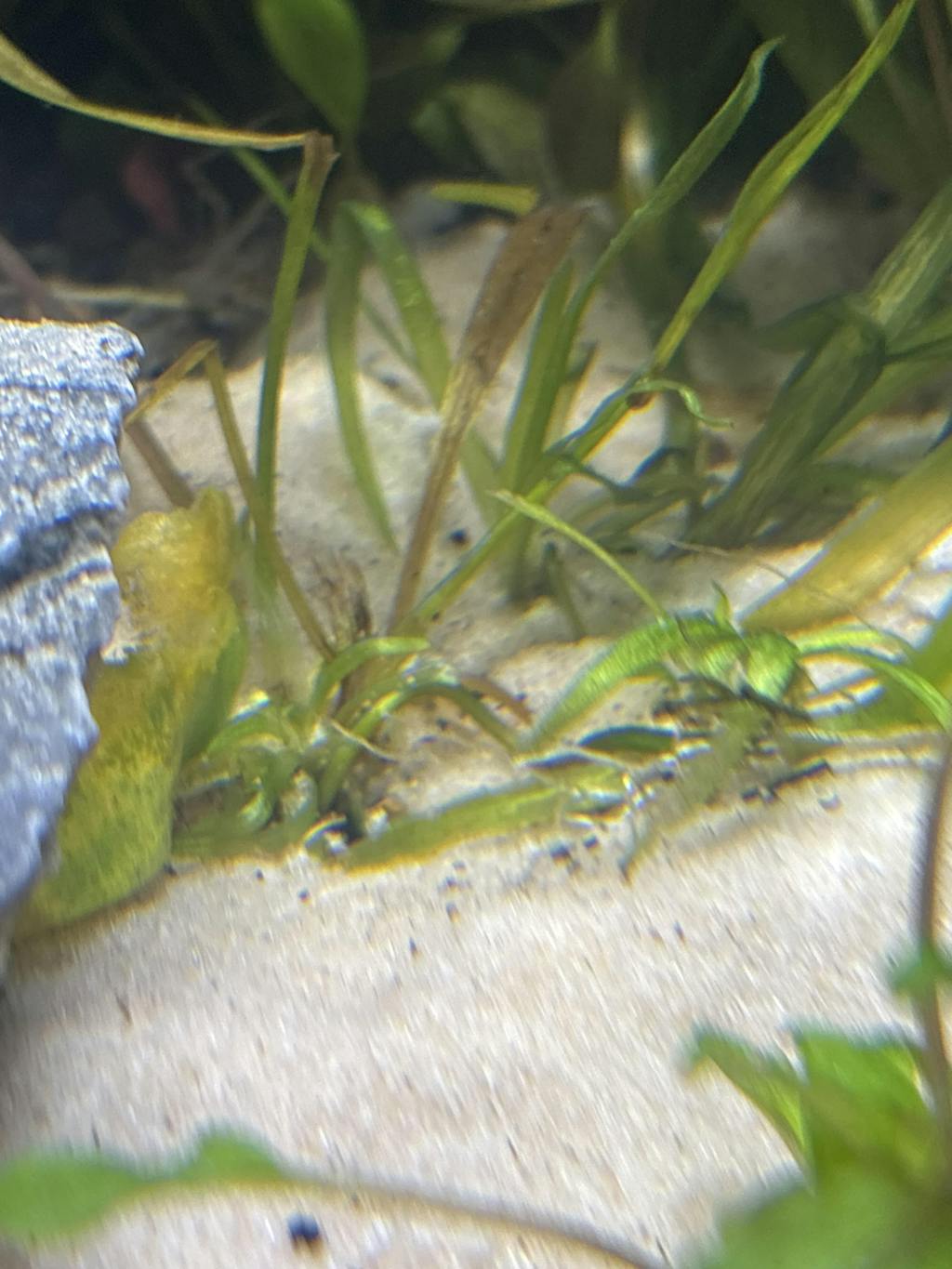 Dwarf Chain Sword | Pygmy Chain Sword | Live Aquarium Plants for Sale ...