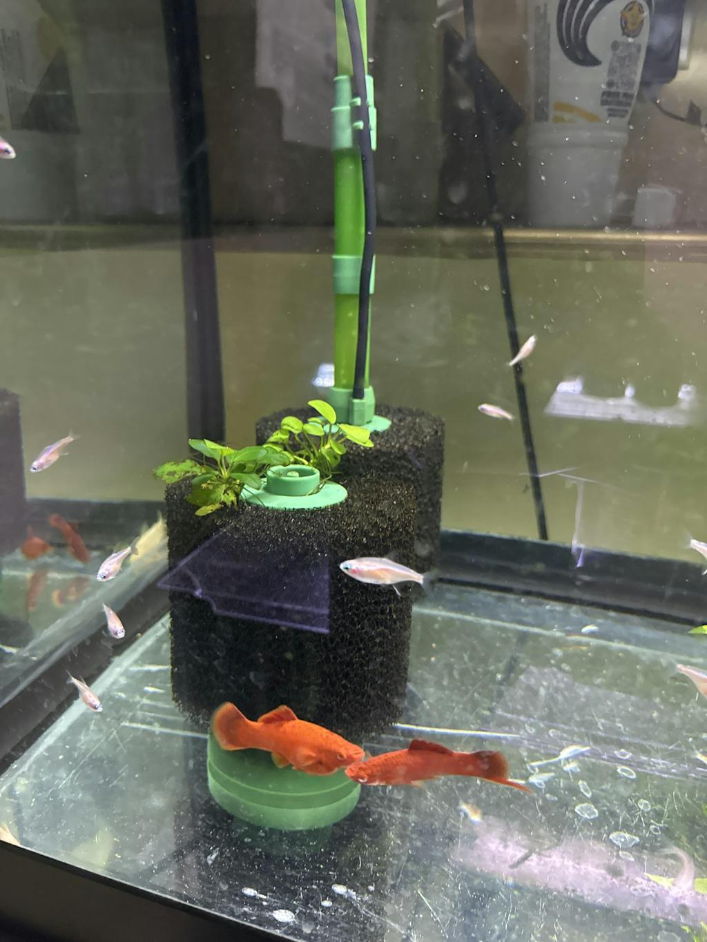 Coarse Sponge Filter | Aquarium Filter for Fish Tanks | Fish Filter ...