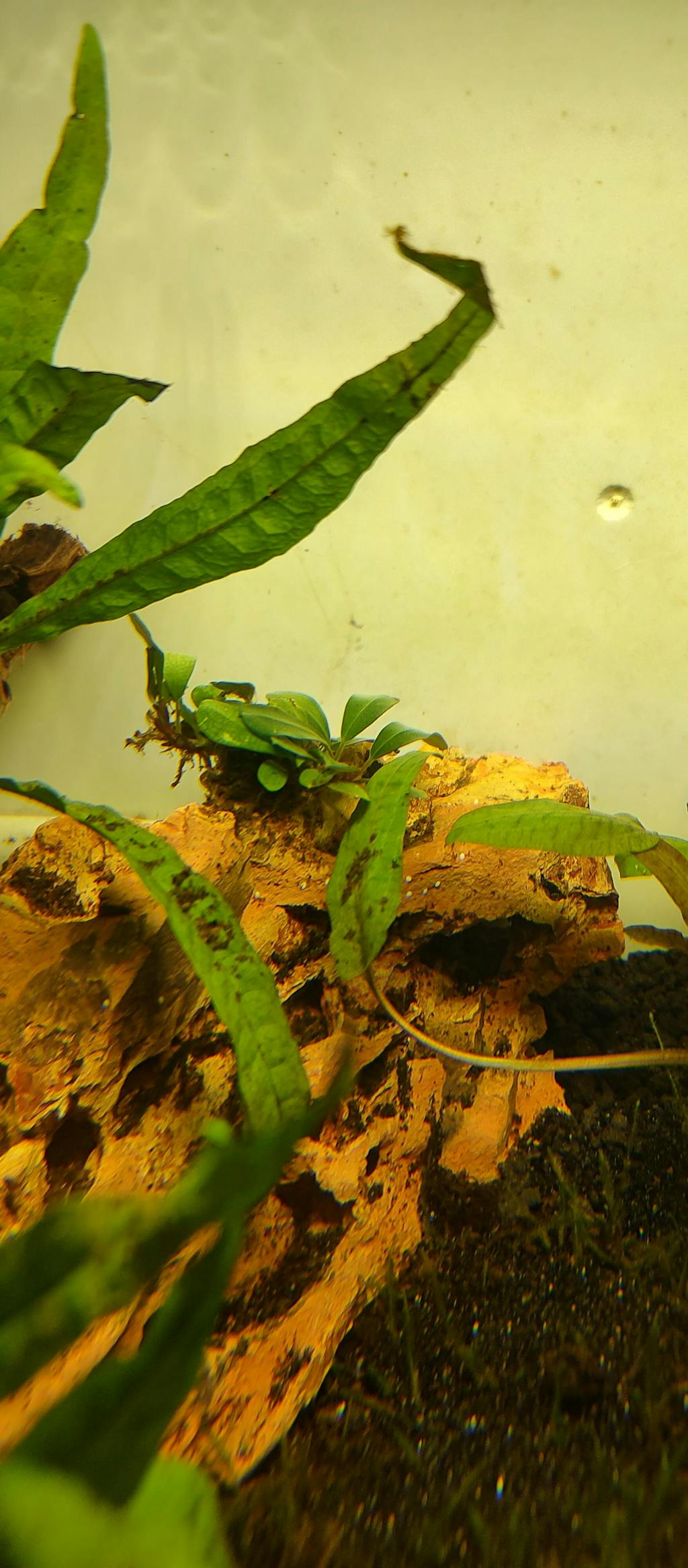 Bucephalandra "Black Pearl" | Live Aquarium Plants for Sale – Aquarium ...