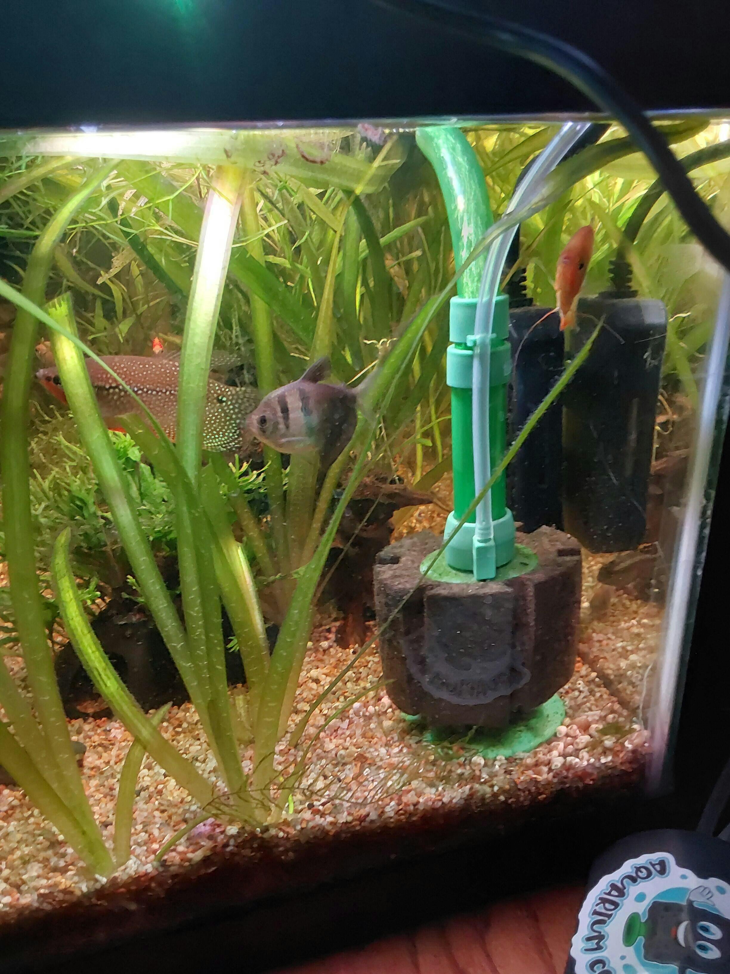 Easy Flow Sponge Filter Upgrade Kit for Aquarium Co-Op Sponge Filters