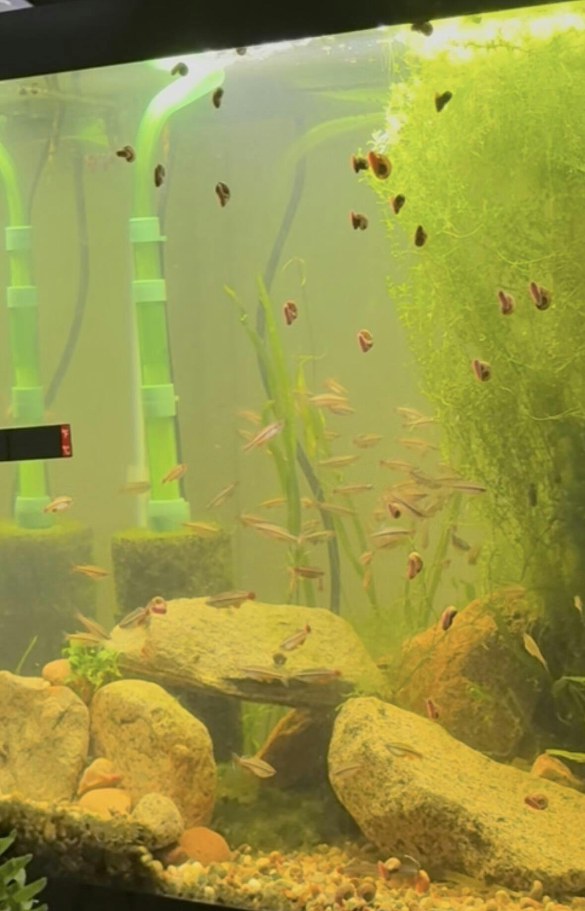 Easy Flow Sponge Filter Upgrade Kit for Aquarium Co-Op Sponge Filters