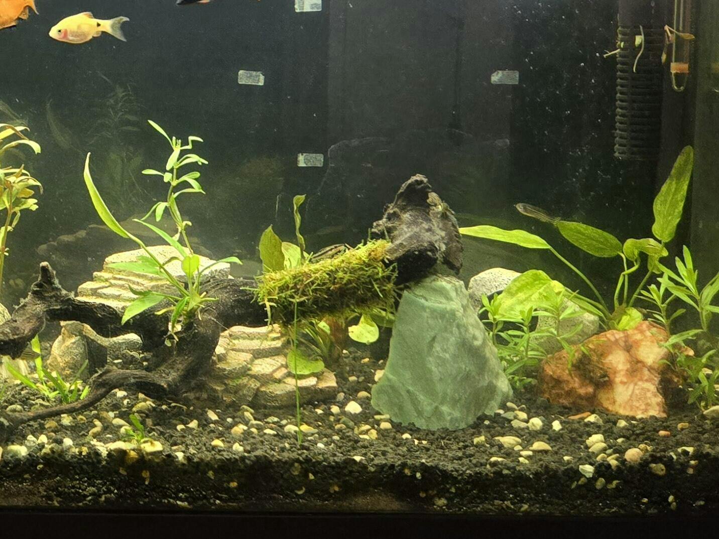 Java Moss | Java Moss for Sale | Live Aquarium Moss on Mesh – Aquarium ...