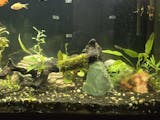 Java Moss | Java Moss for Sale | Live Aquarium Moss on Mesh – Aquarium ...