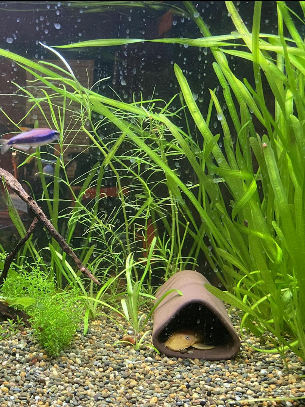 Pleco Cave | Fish Breeding Cave for Small Catfish and Dwarf Cichlids ...