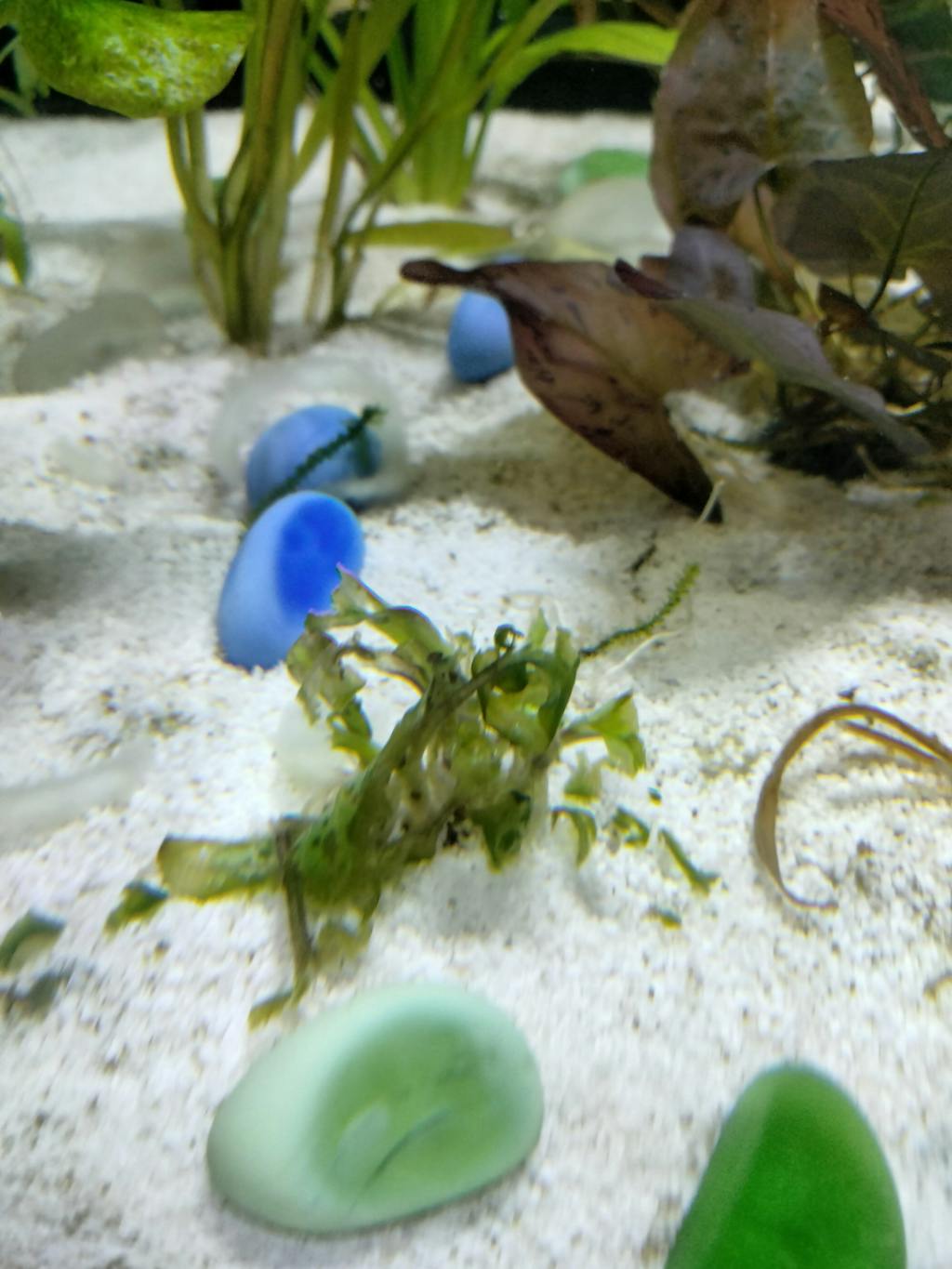 Dwarf Chain Sword | Pygmy Chain Sword | Live Aquarium Plants for Sale ...