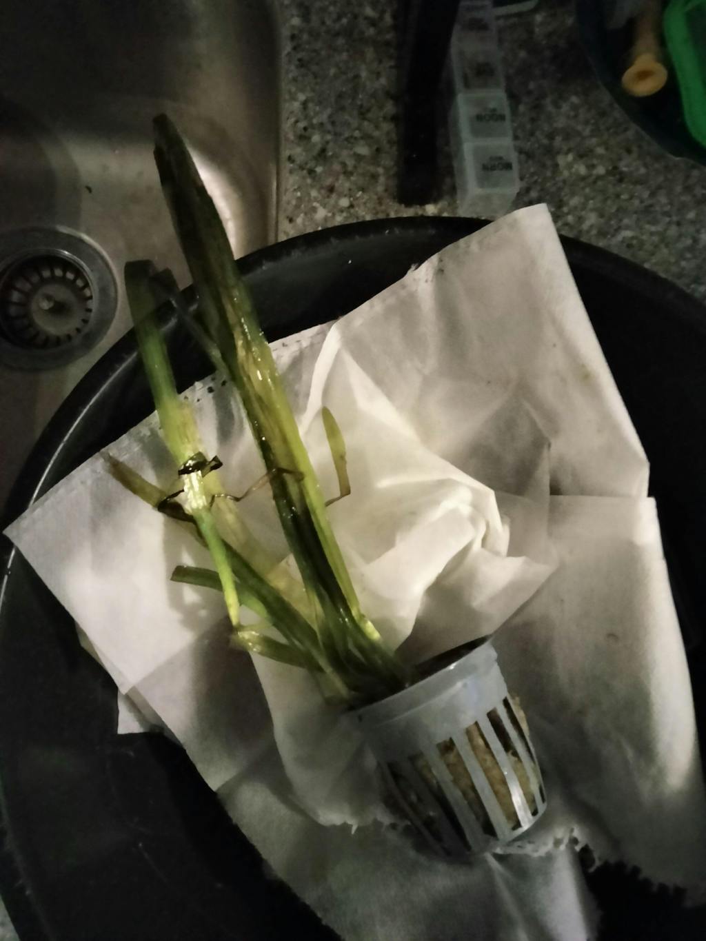 Dwarf Chain Sword | Pygmy Chain Sword | Live Aquarium Plants for Sale ...