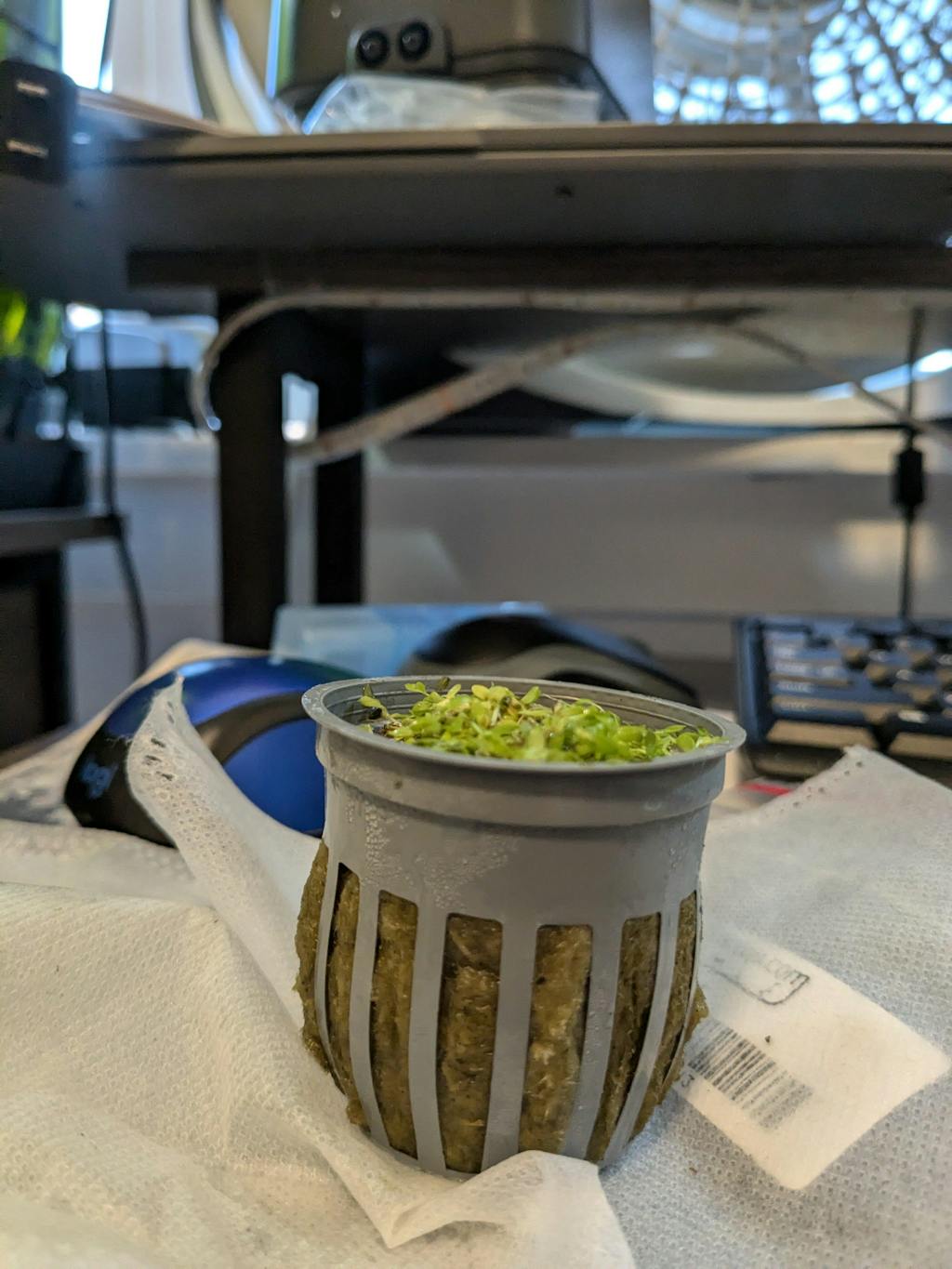 Pearl Weed | Fish Tank Plants | Live Aquarium Plants for Sale ...