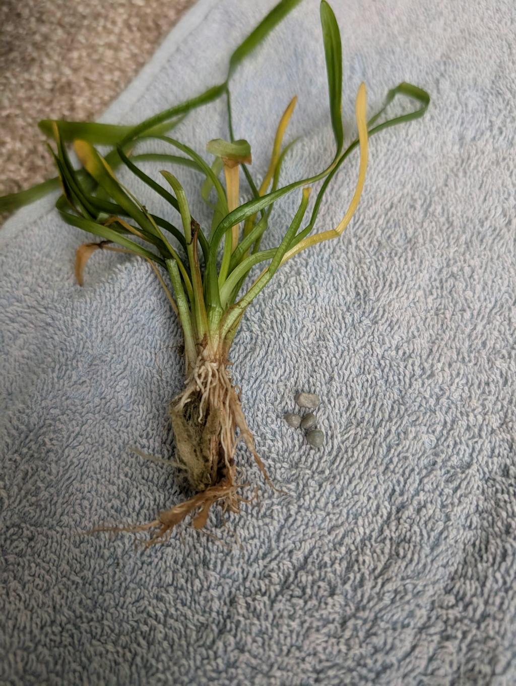 Dwarf Chain Sword | Pygmy Chain Sword | Live Aquarium Plants for Sale ...