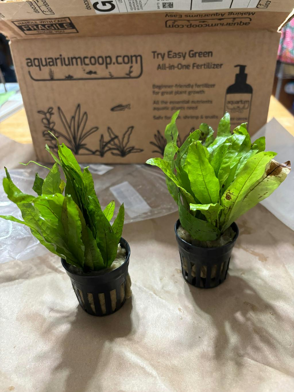 Java Fern | Fish Tank Plants | Live Aquarium Plants for Sale – Aquarium ...