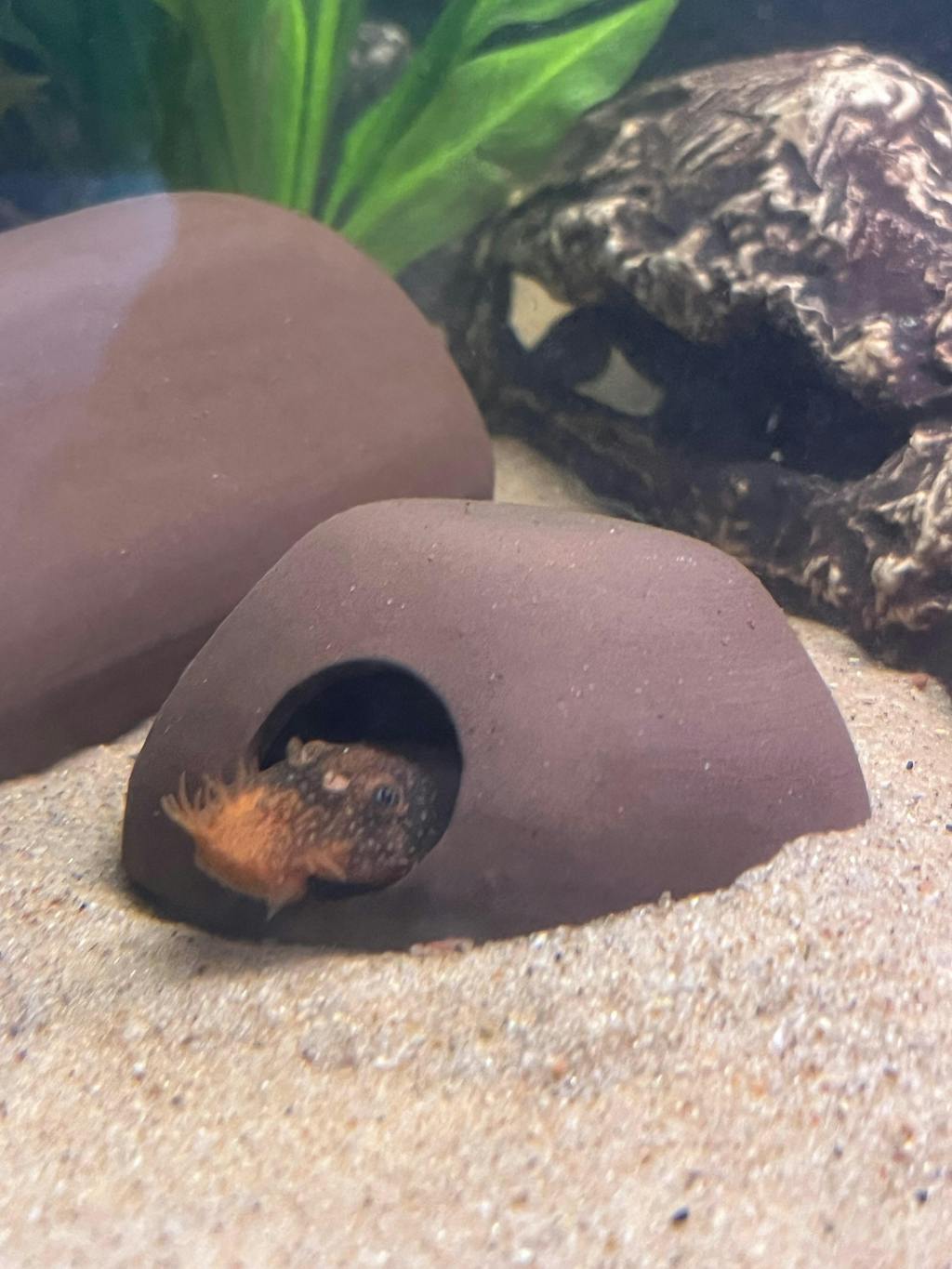 Pleco Cave | Fish Breeding Cave for Small Catfish and Dwarf Cichlids ...