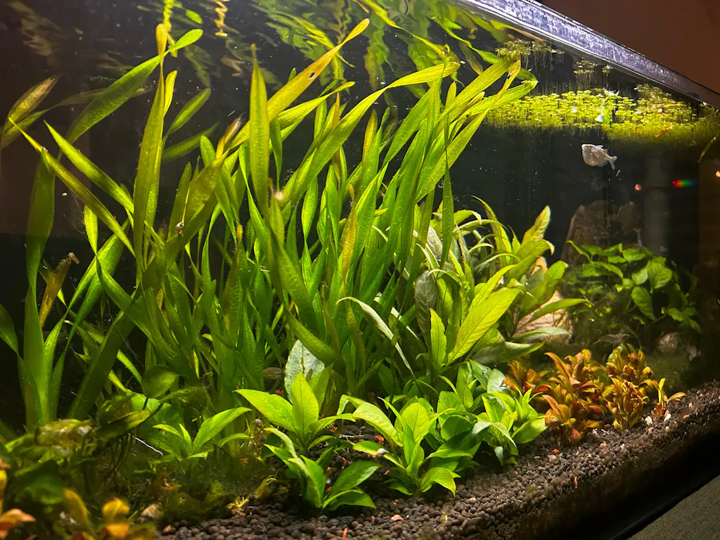 Vallisneria | Fish Tank Plants | Live Aquarium Plants for Sale ...