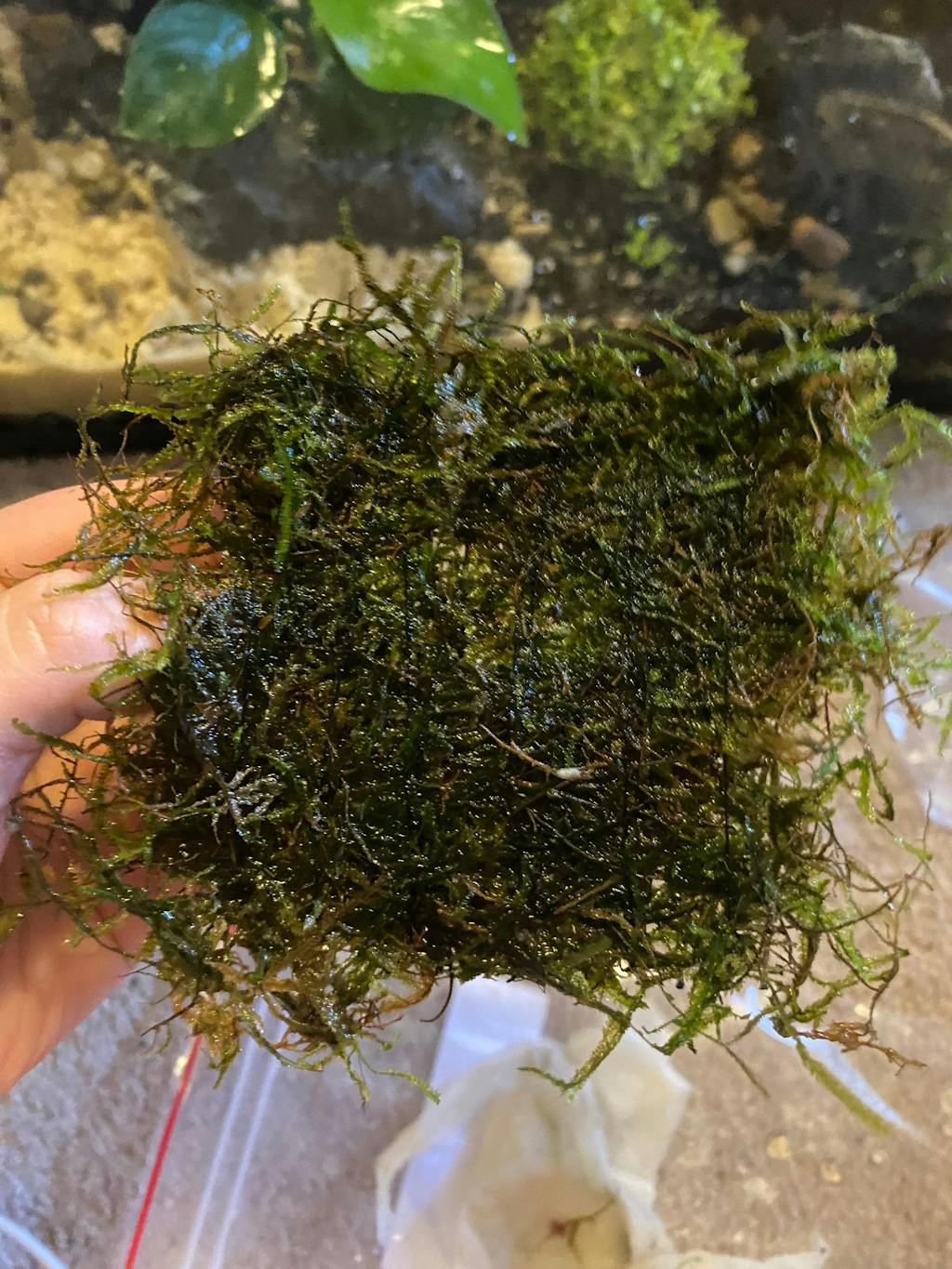 Java Moss | Java Moss for Sale | Live Aquarium Moss on Mesh – Aquarium ...