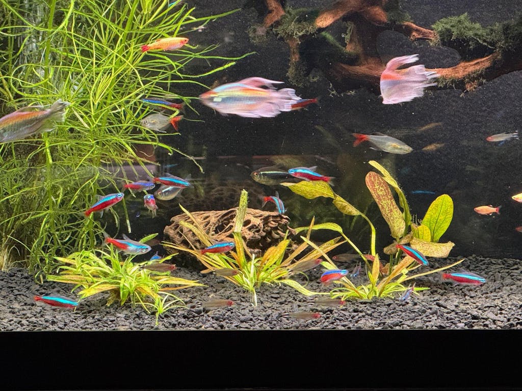 Dwarf Chain Sword | Pygmy Chain Sword | Live Aquarium Plants for Sale ...