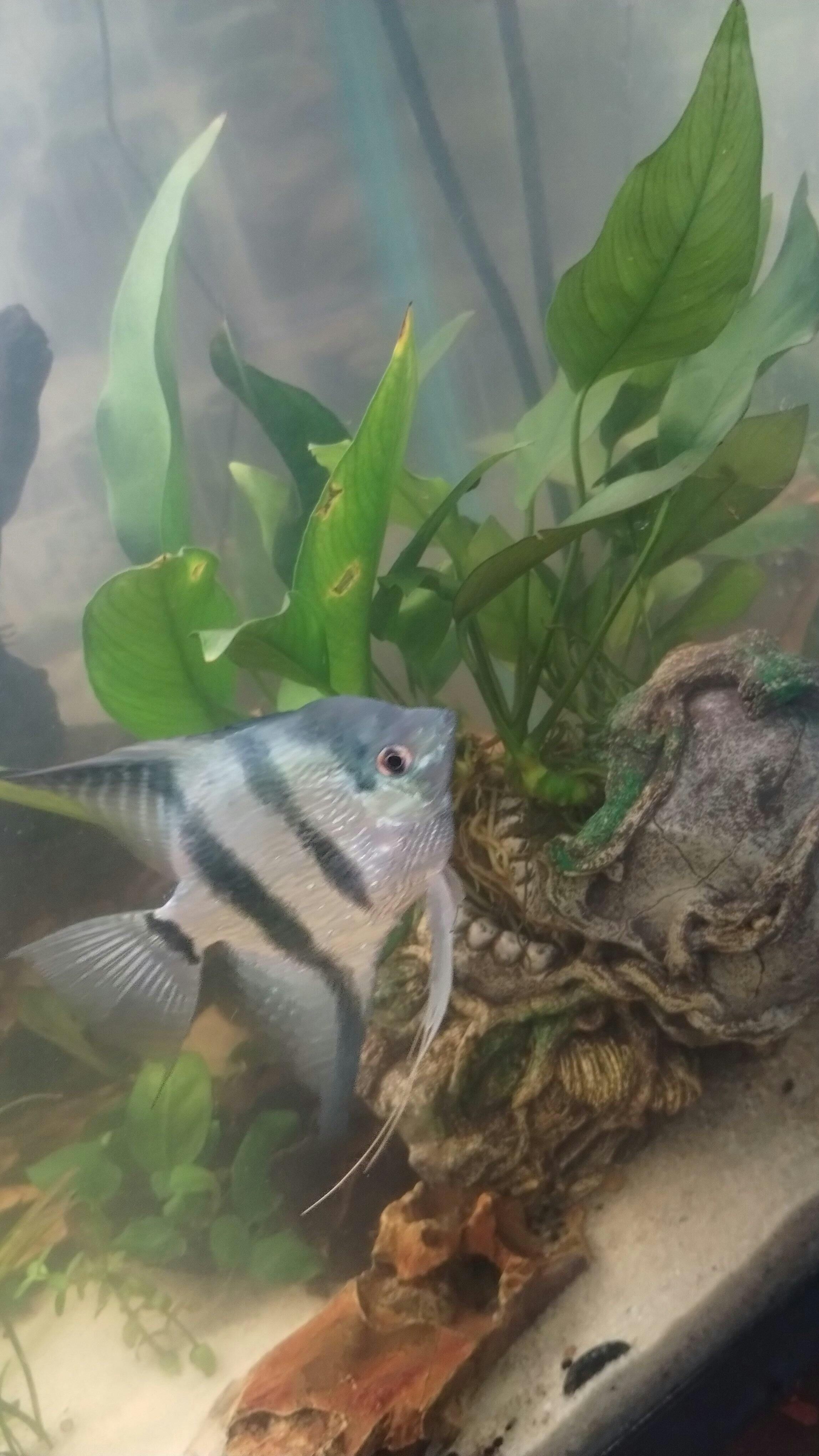 Anubias Nangi | Fish Tank Plants | Live Aquarium Plants for Sale ...