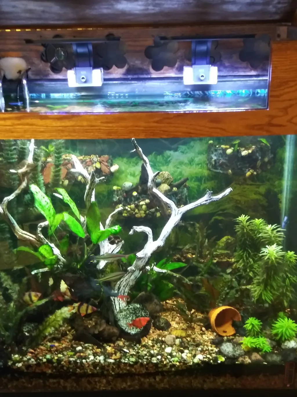 Easy Green All-in-One Fertilizer | Aquarium Plant Fertilizer – Aquarium ...