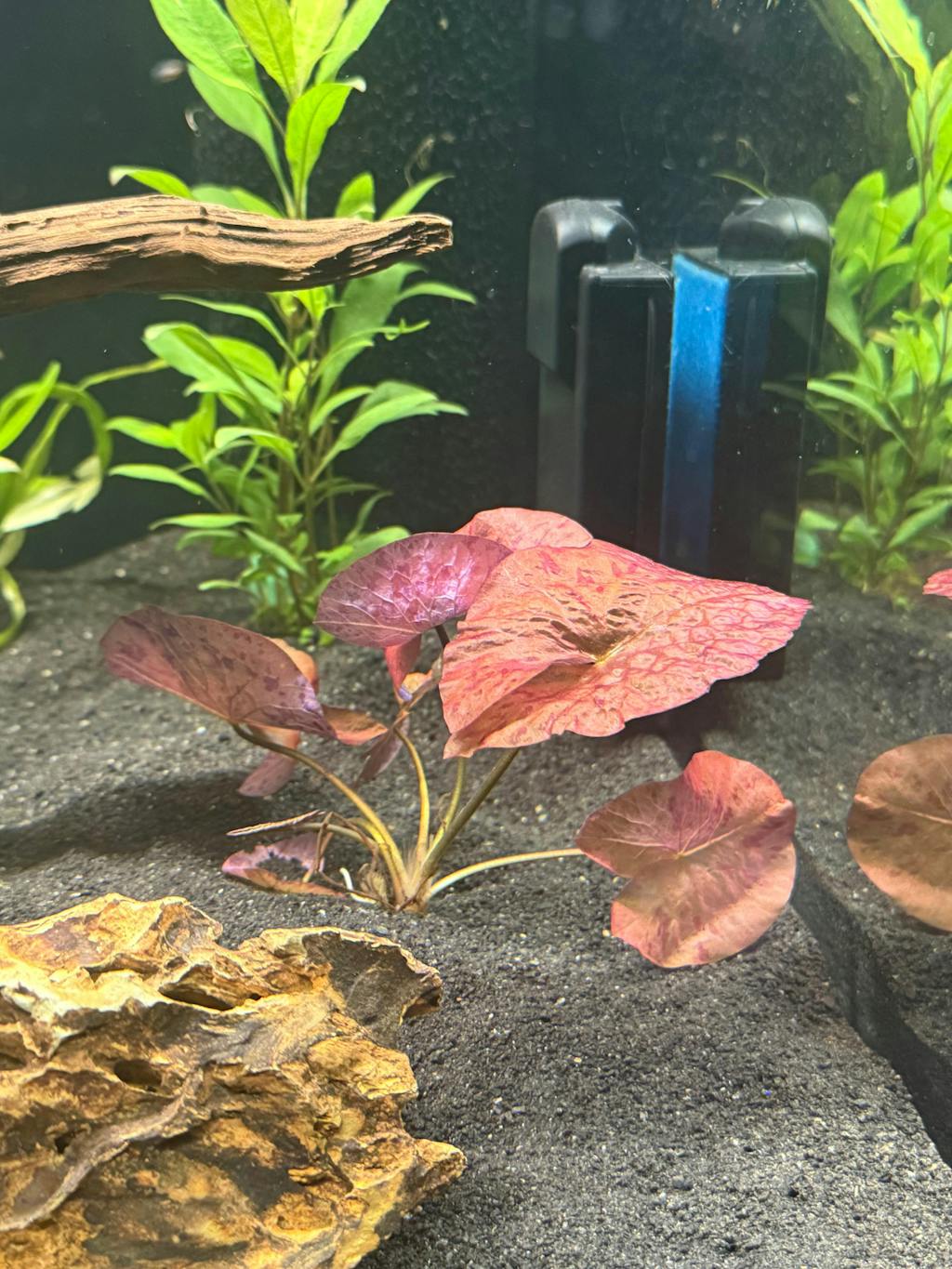 Tiger Lotus | Freshwater Plants | Live Aquarium Plants for Sale ...