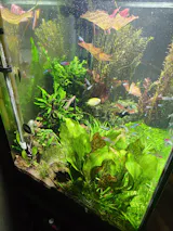 Easy Green All-in-One Fertilizer | Aquarium Plant Fertilizer – Aquarium ...