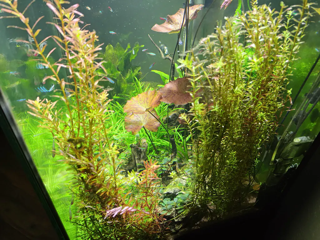 Easy Green All-in-One Fertilizer | Aquarium Plant Fertilizer – Aquarium ...