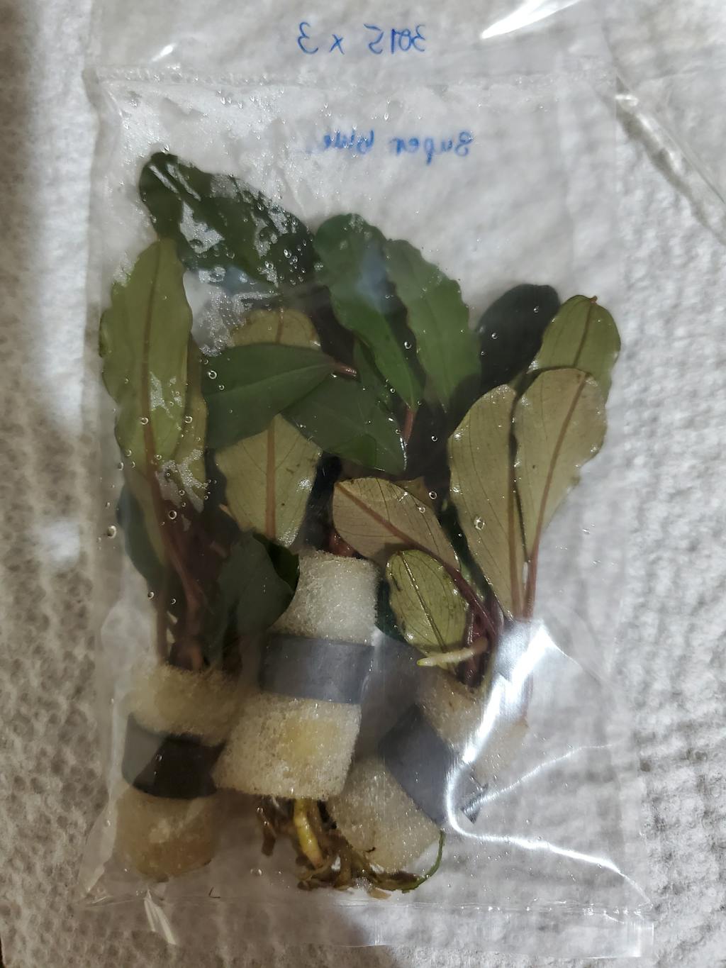 Bucephalandra Super Blue | Aquarium Plants Factory®