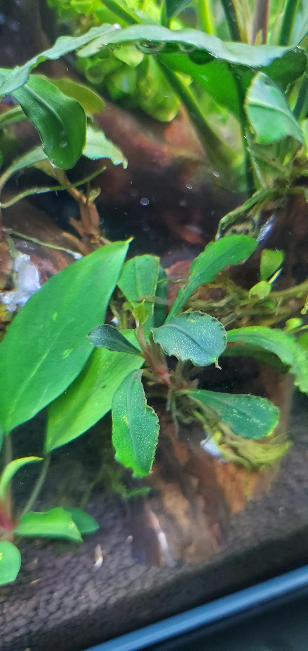 Bucephalandra Brownie Jade | Aquarium Plants Factory®