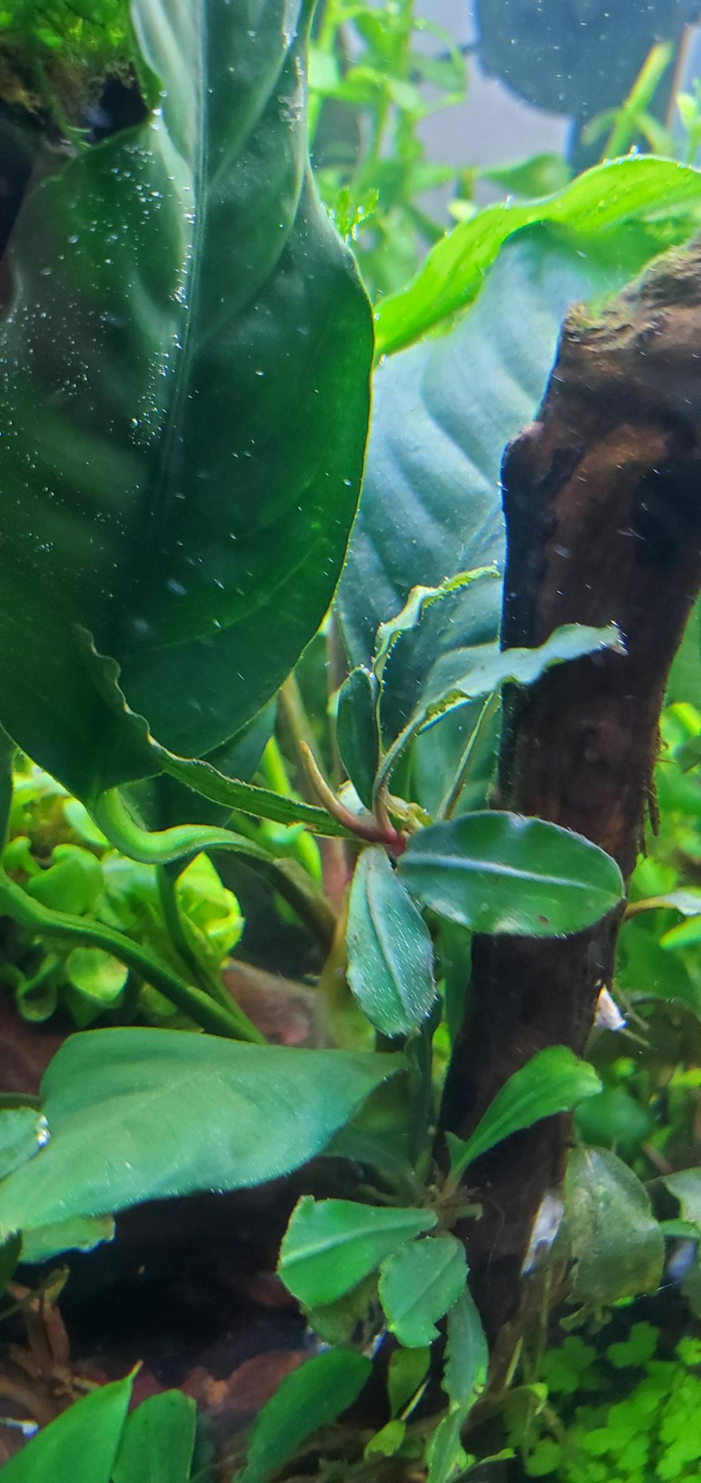 Bucephalandra Brownie Jade | Aquarium Plants Factory®