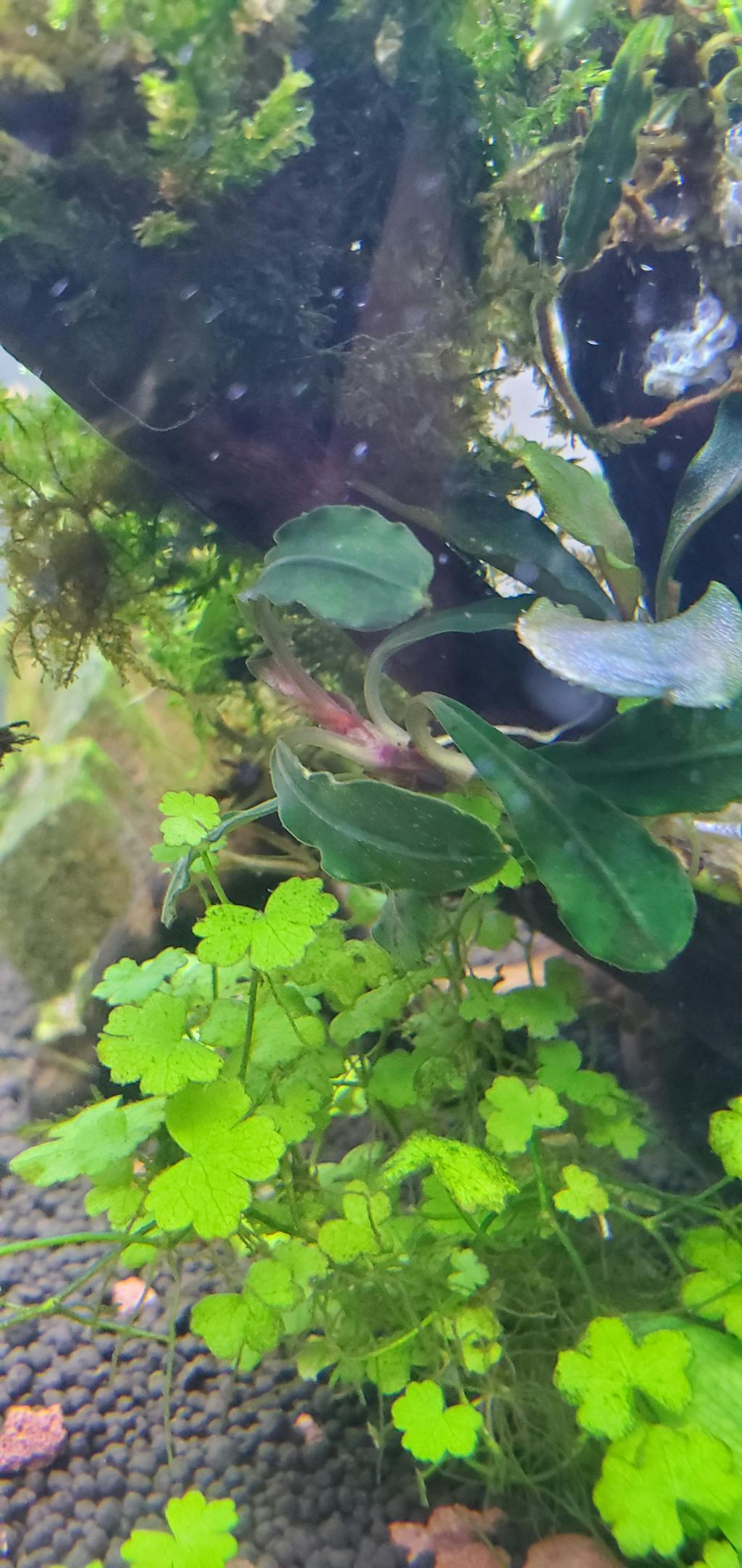 Bucephalandra Brownie Jade | Aquarium Plants Factory®