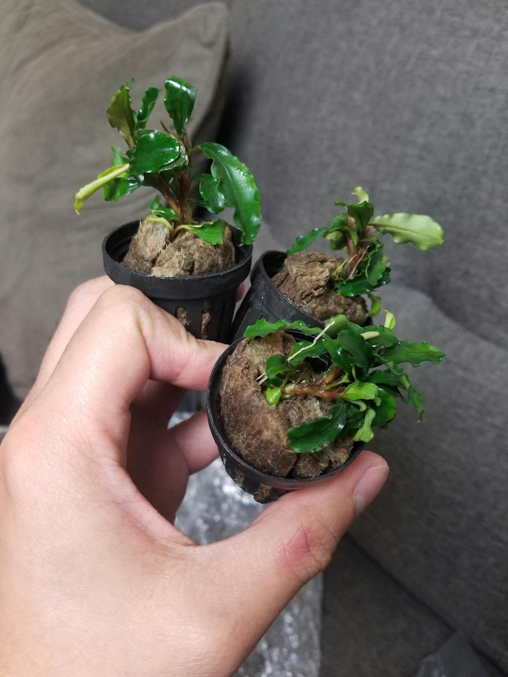 Bucephalandra Green Wavy APF Aquarium Plants Factory®