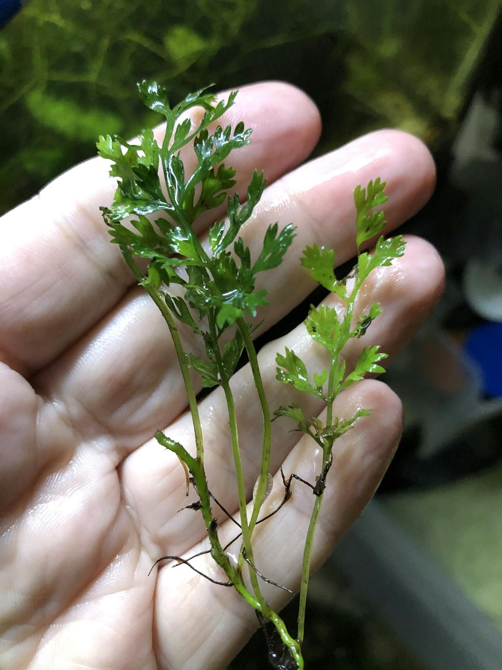 Bolbitis Difformis / Mini Bolbitis Baby Leaf | Aquarium Plants Factory®