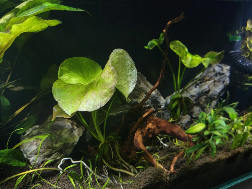 Nymphoides Aquatica / Banana Lily | Aquarium Plants Factory®