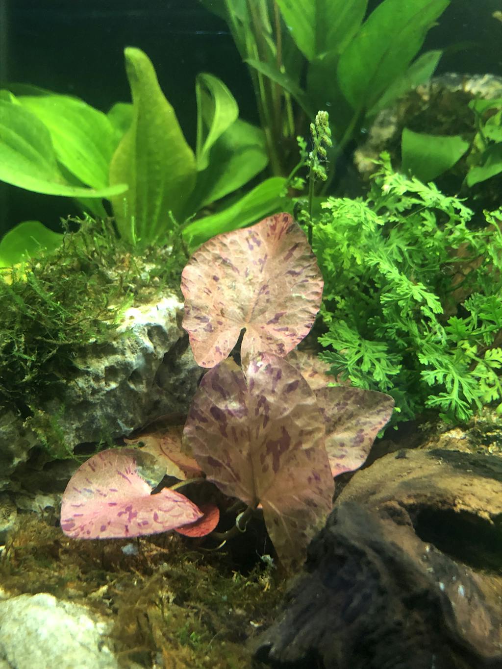 Nymphaea Zenkeri / Red Tiger Lotus APF Aquarium Plants Factory®