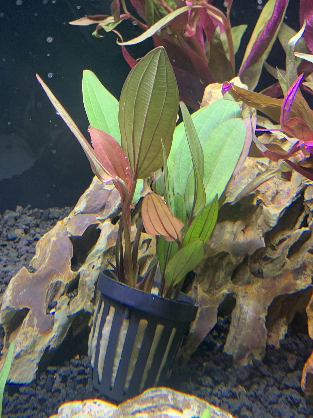 Echinodorus Pink Miracle | APF Aquarium Plants Factory®