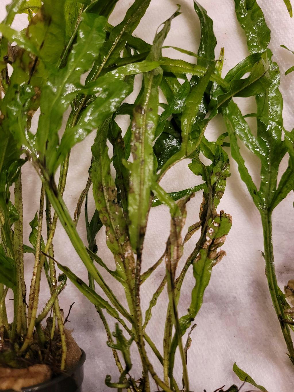 Microsorum Pteropus Trident Java Fern APF Aquarium Plants Factory®