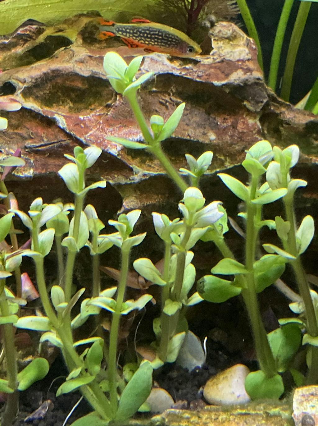 Bacopa Salzmannii APF Aquarium Plants Factory®