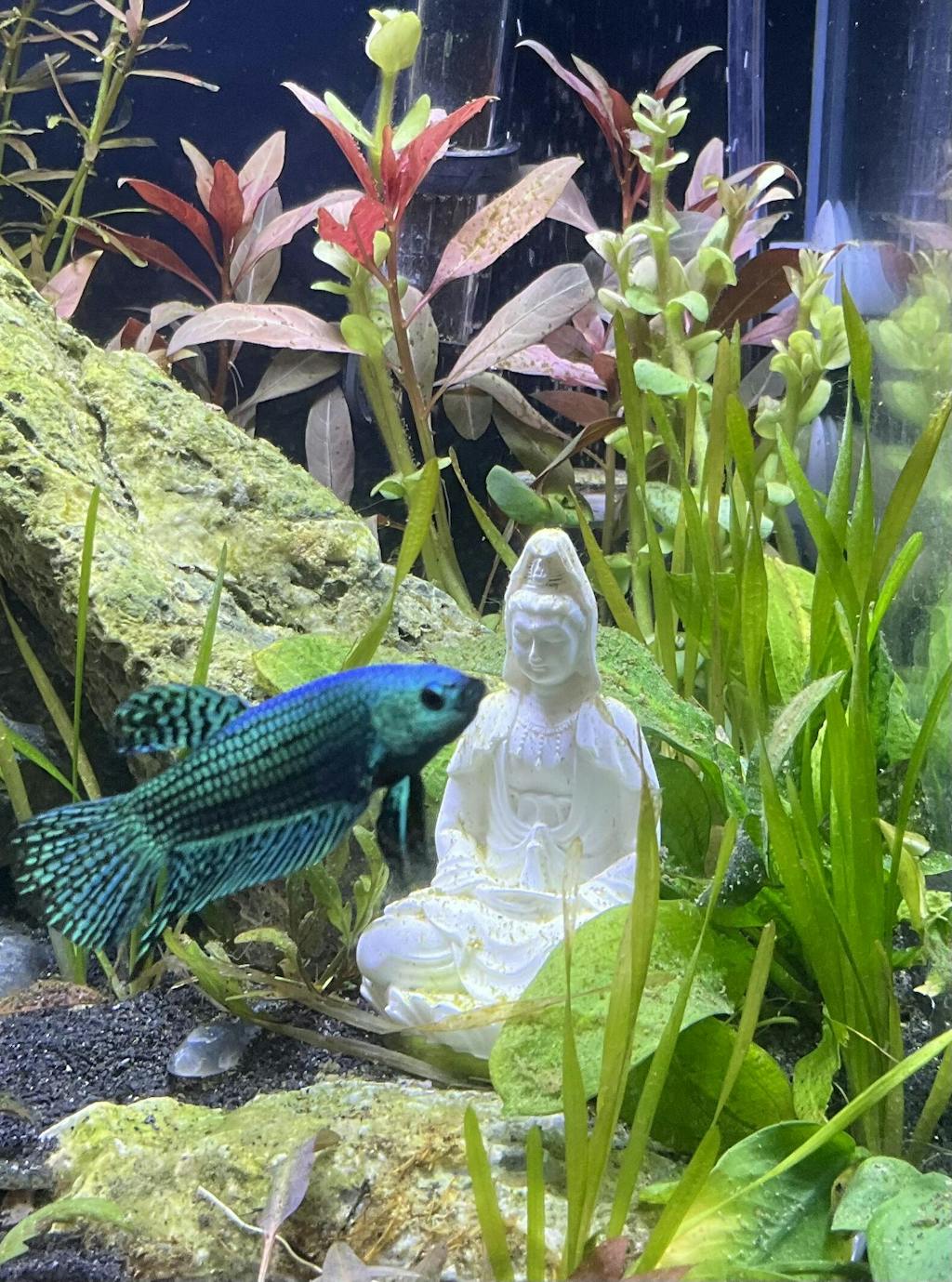 Vallisneria Torta / Small Corkscrew Val | APF Aquarium Plants Factory®