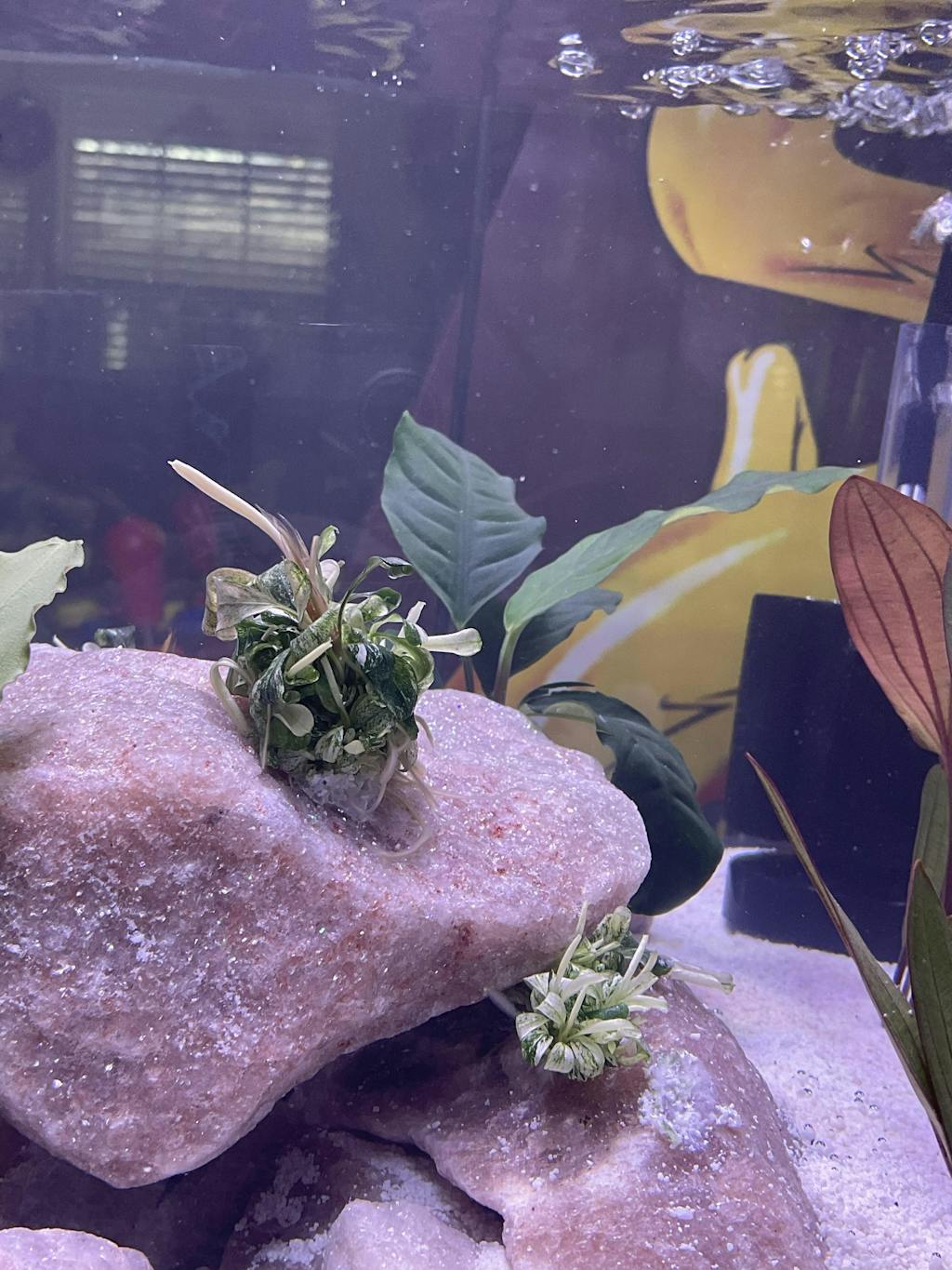 Bucephalandra White Marble Variegated APF Aquarium Plants Factory®